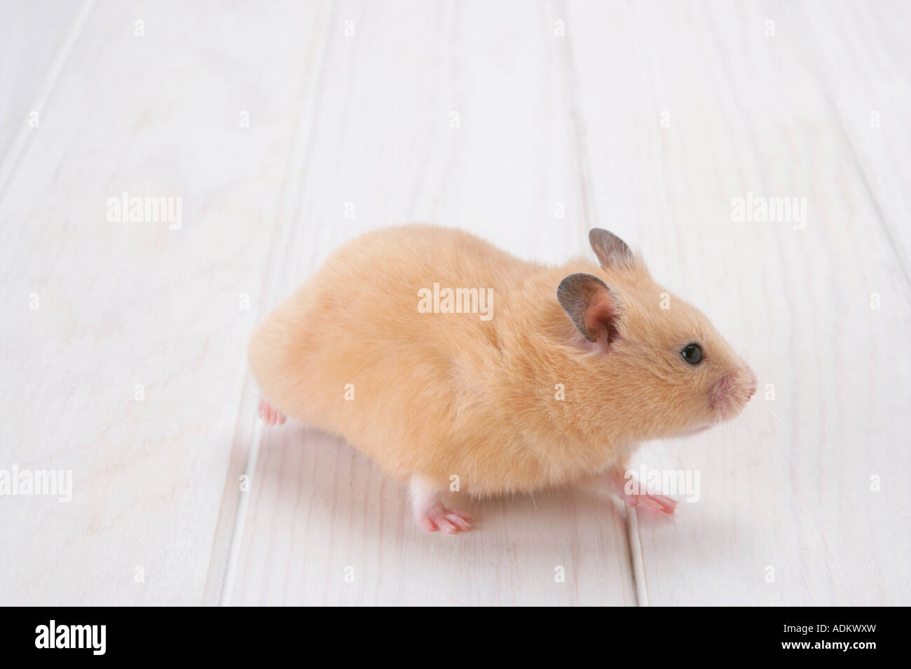 Golden Hamster High Resolution Stock Photography and Images - Alamy