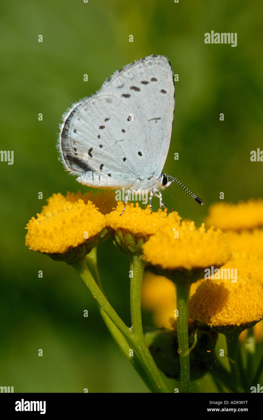 Holly Blue (Celastrina argiolus Stock Photo - Alamy