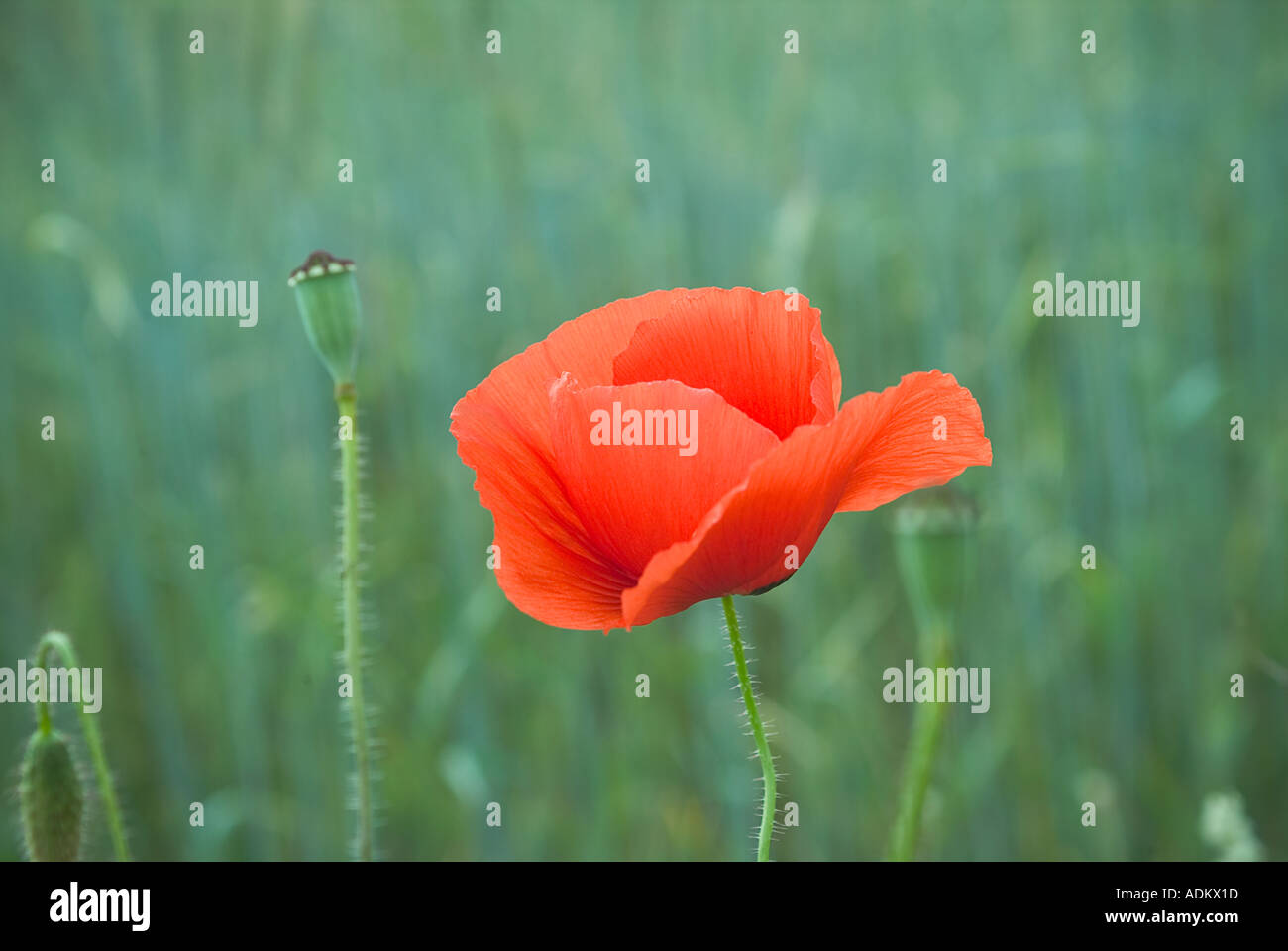 French flanders poppy hi-res stock photography and images - Alamy