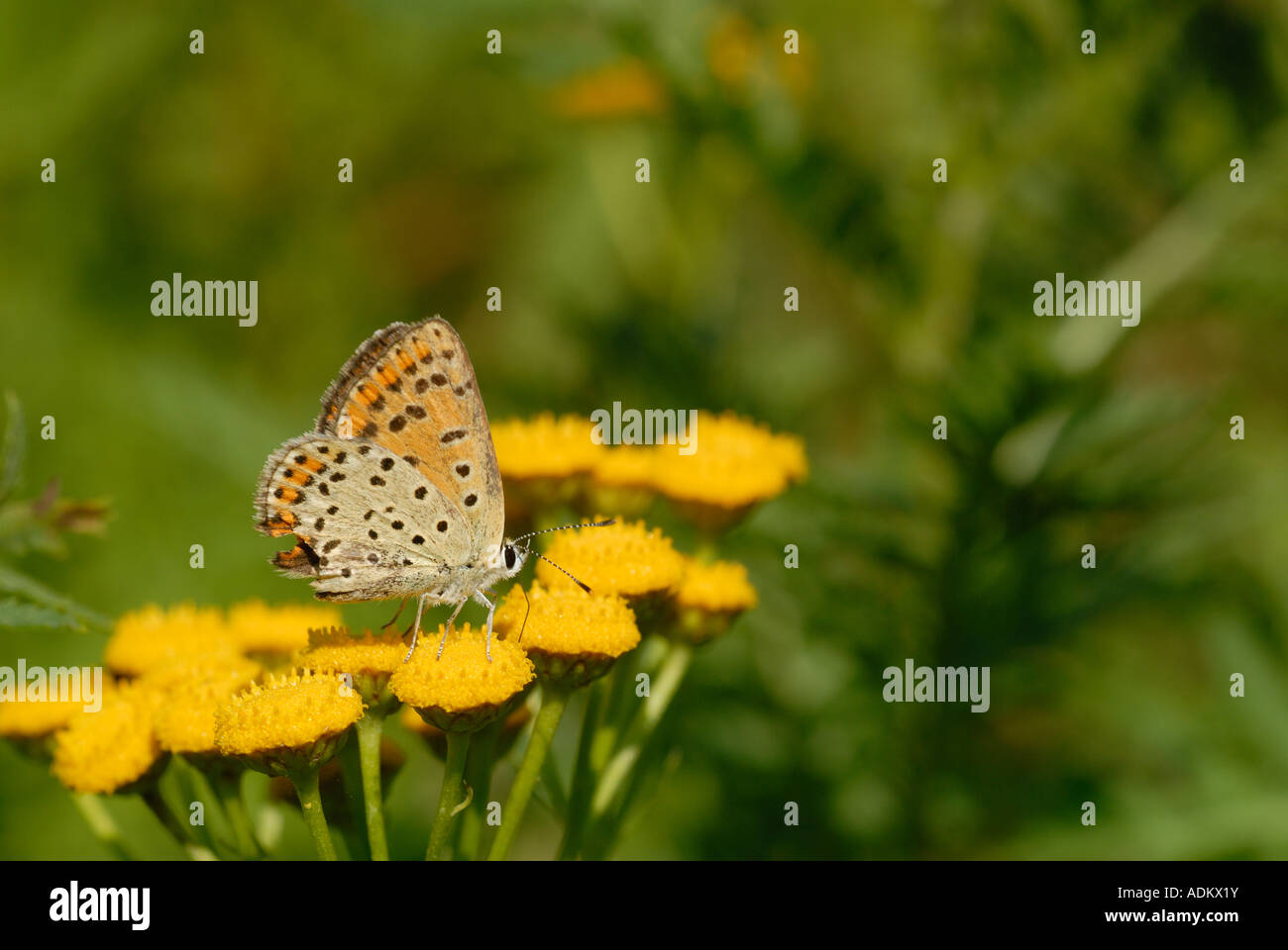 Heodes tityrus hi-res stock photography and images - Alamy