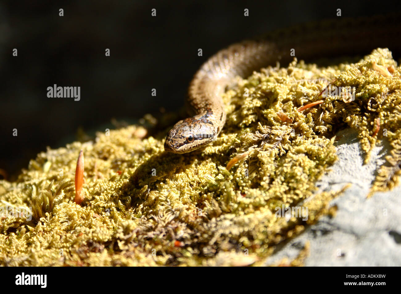 Smooth snake hi-res stock photography and images - Alamy