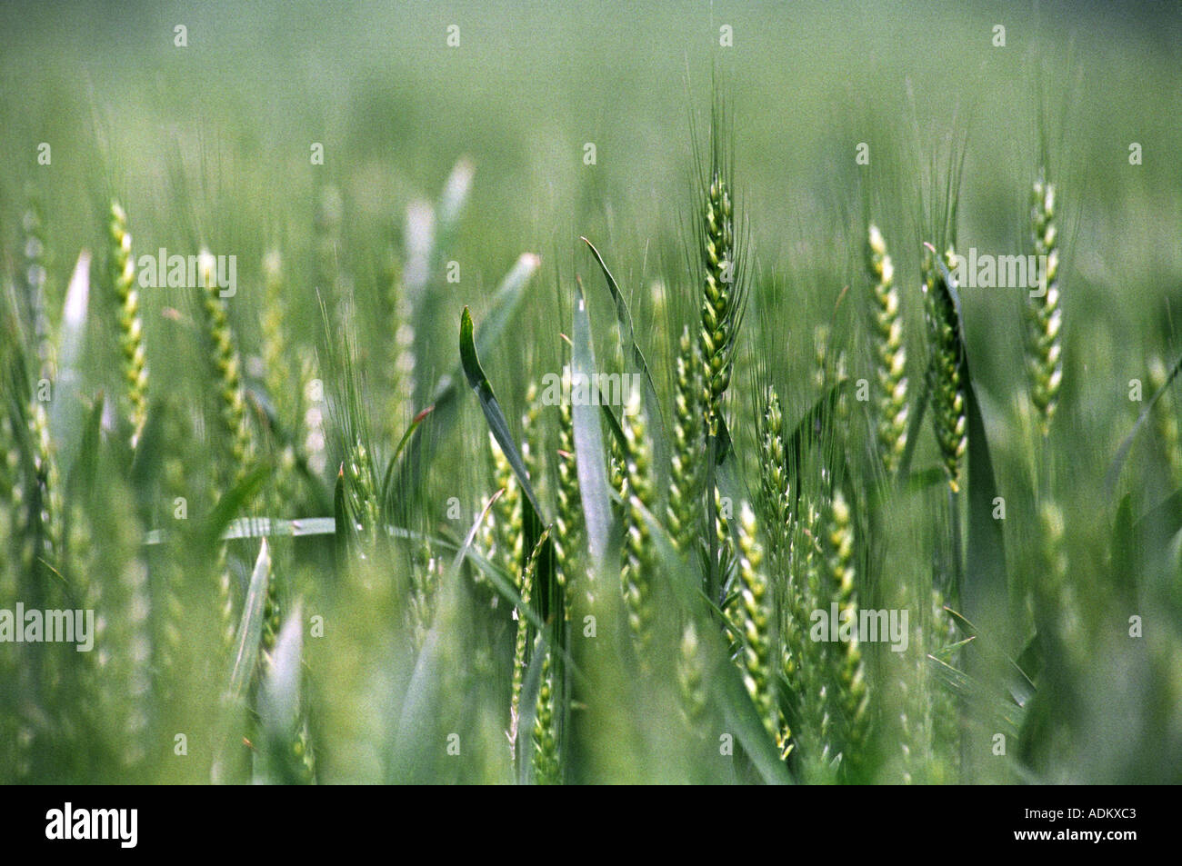 Bad Wheat Harvest Stock Photos & Bad Wheat Harvest Stock Images - Alamy
