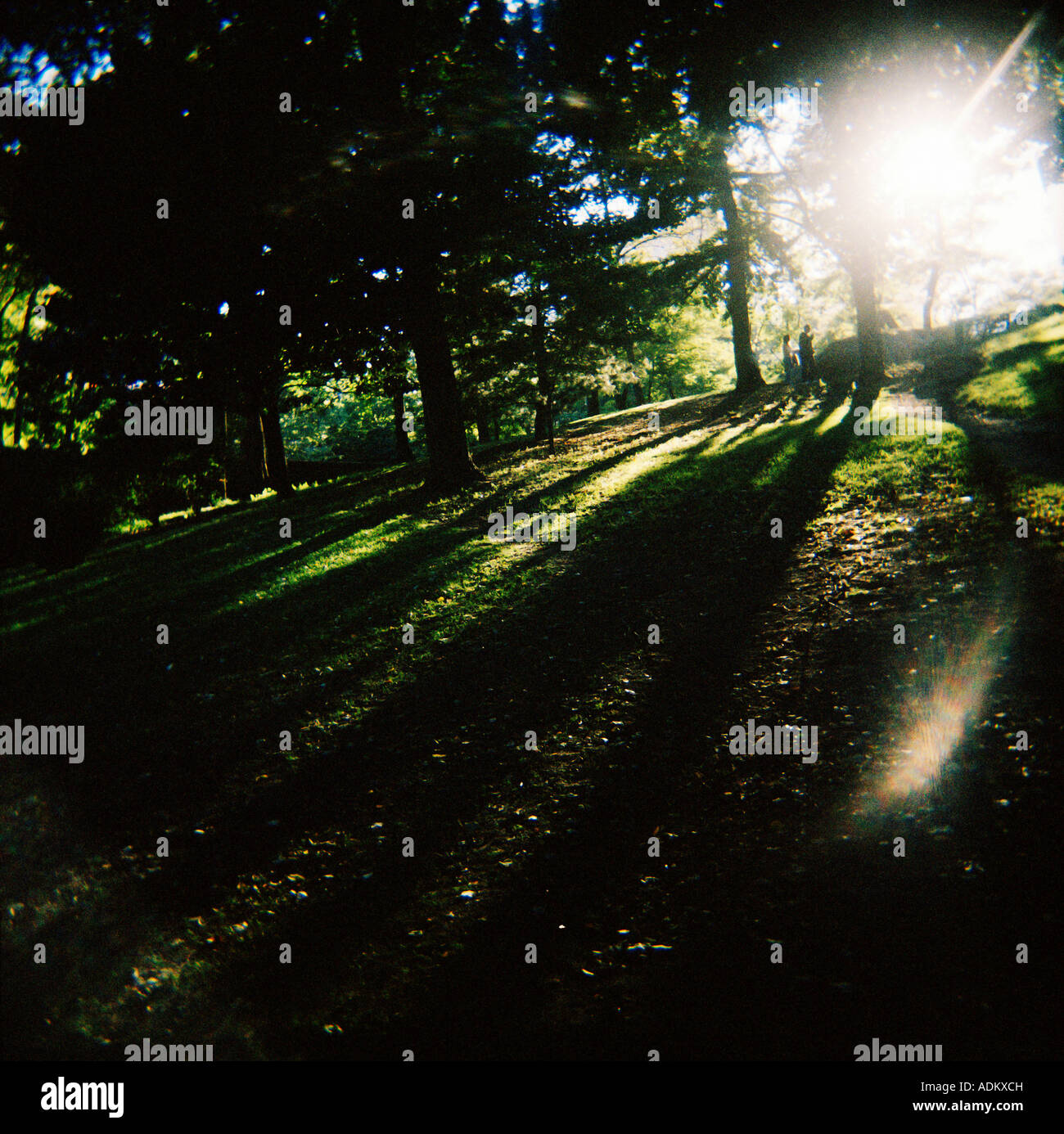 Sun shining through line trees hi-res stock photography and images - Alamy