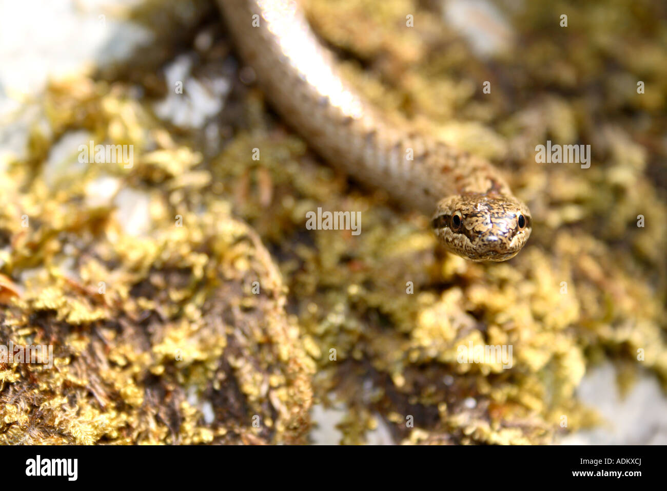 Smooth snake hi-res stock photography and images - Alamy