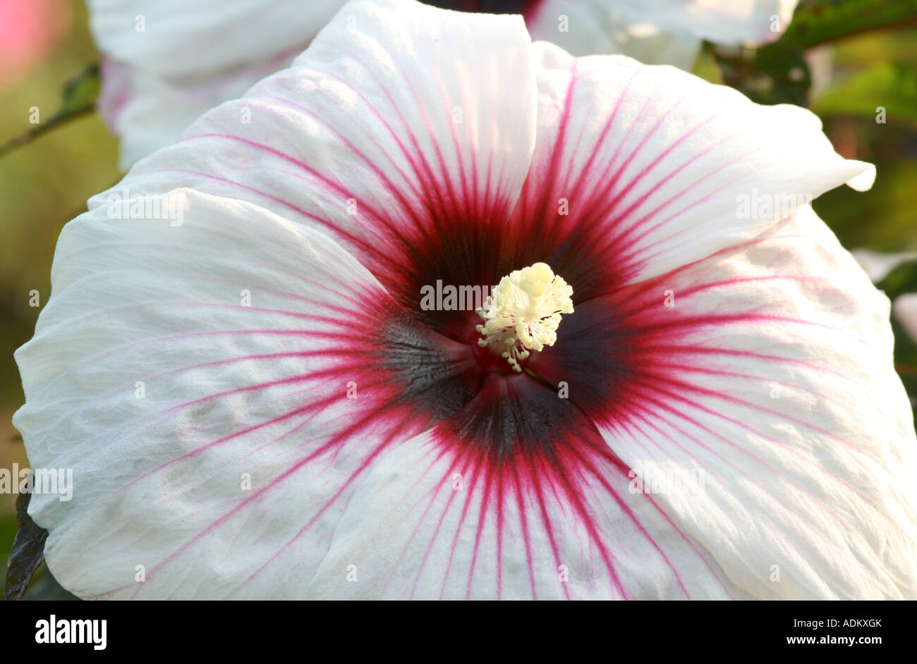 A white and deep purple large Hibiscus. Shot in extreme closeup Stock ...