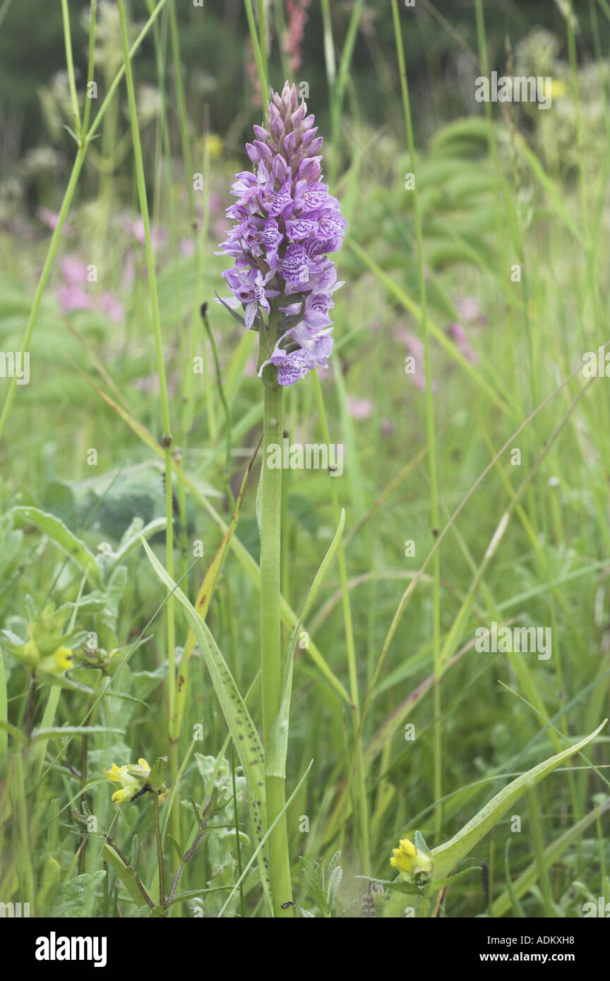 Common Spotted Orchid dactylorhiza fuchsii growing on damp meadow ...