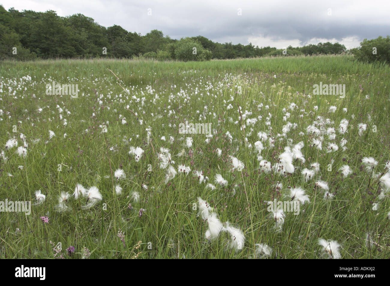 Common Cotton Grass eriophorum angustifolium growing on damp meadow ...