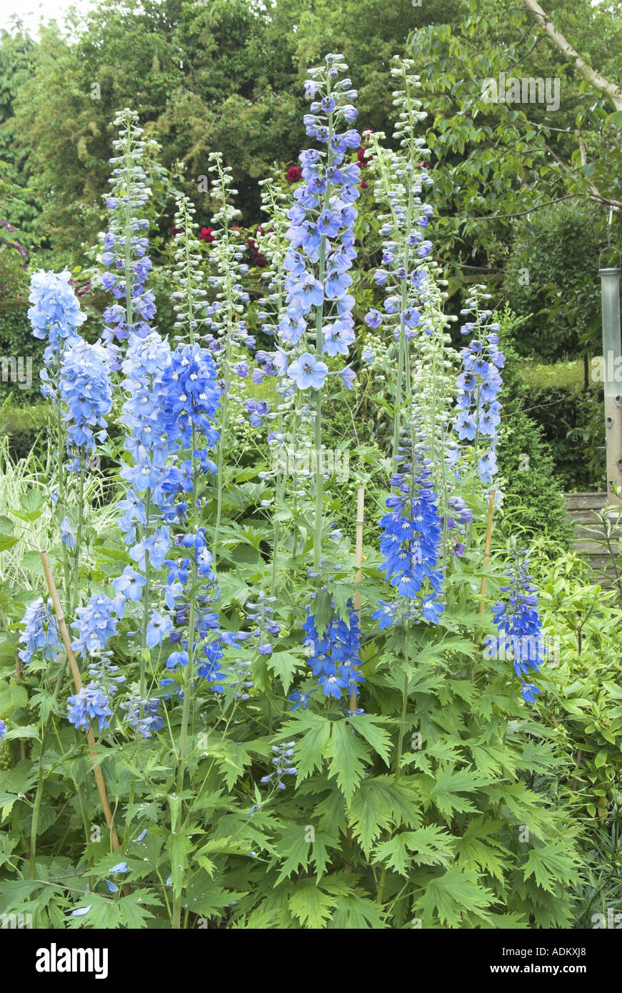 Delphiniums Pacific hybrids Norfolk UK JUne Stock Photo - Alamy