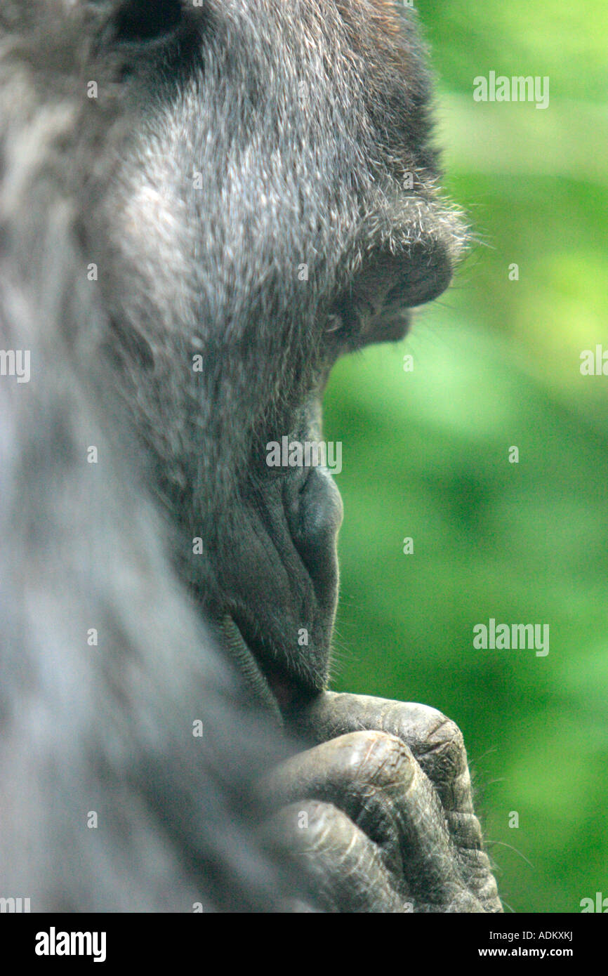 Profile of ape hi-res stock photography and images - Alamy