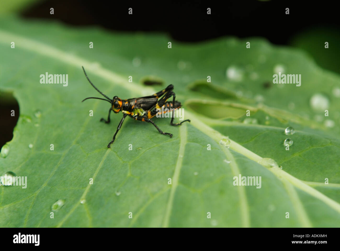 Organic vegetable garden in Mindo, Insect on cabbage leaf, Ecuador ...