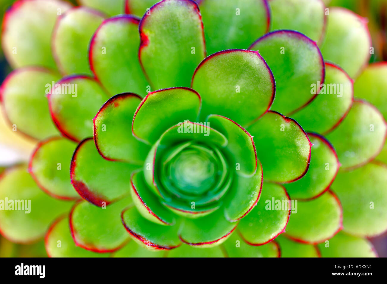 Purple Rose Tree Aeonium arboreum Atropurpureum Mendoceno Coast ...