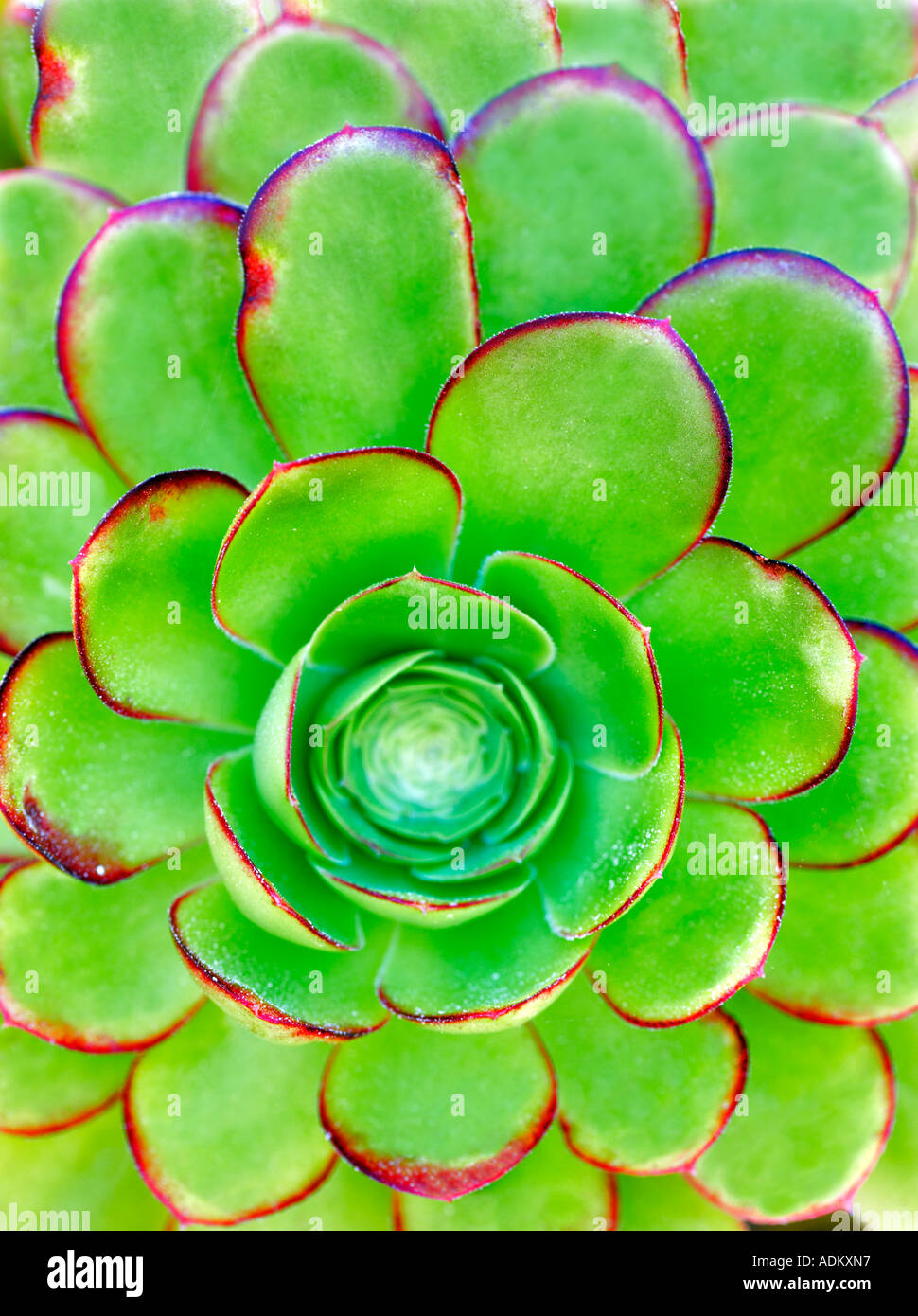 Purple Rose Tree Aeonium arboreum Atropurpureum Mendoceno Coast ...