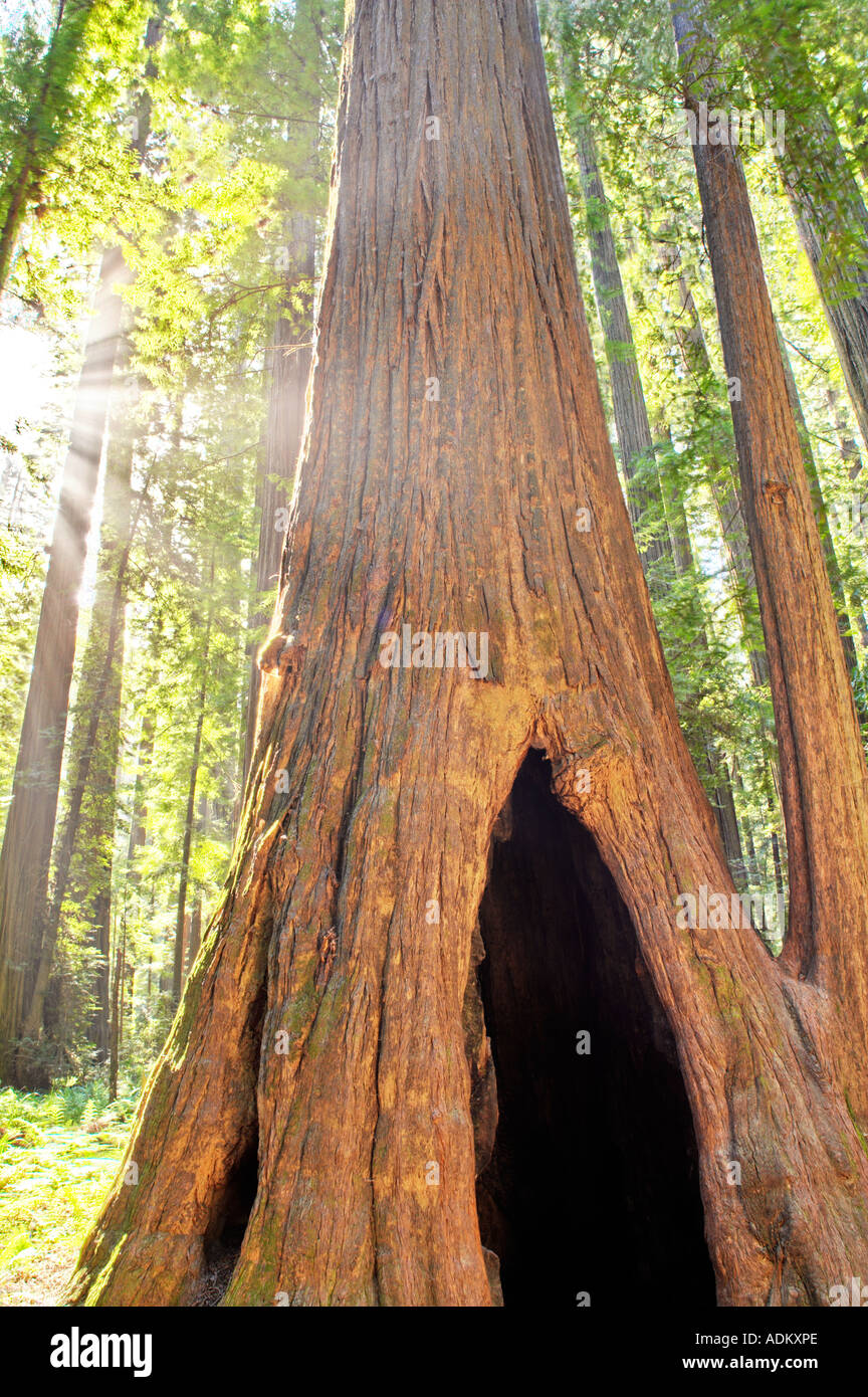 Redwood in Humbolt State Park, CA Stock Photo - Alamy