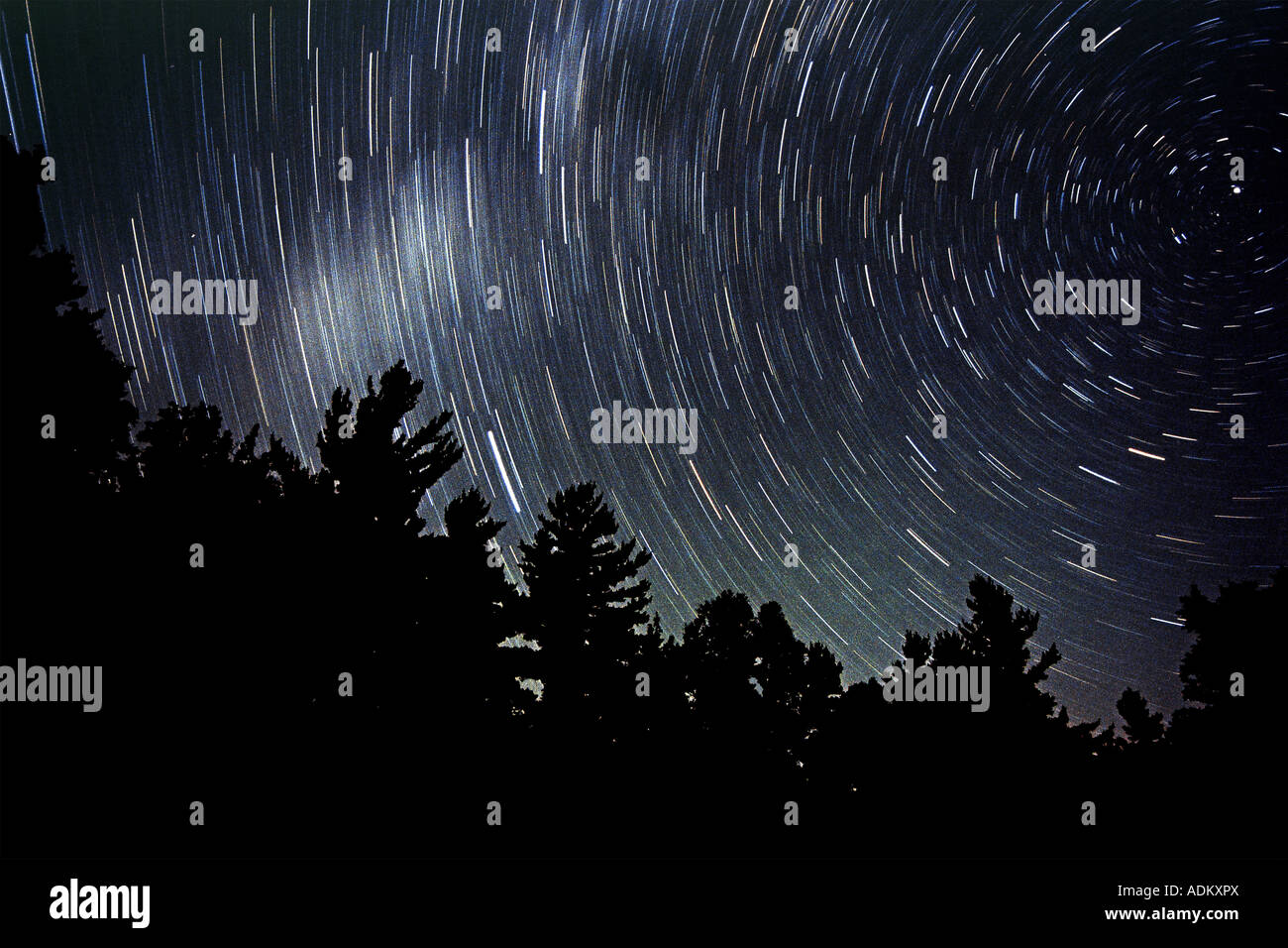Stars over evergreens Stock Photo - Alamy