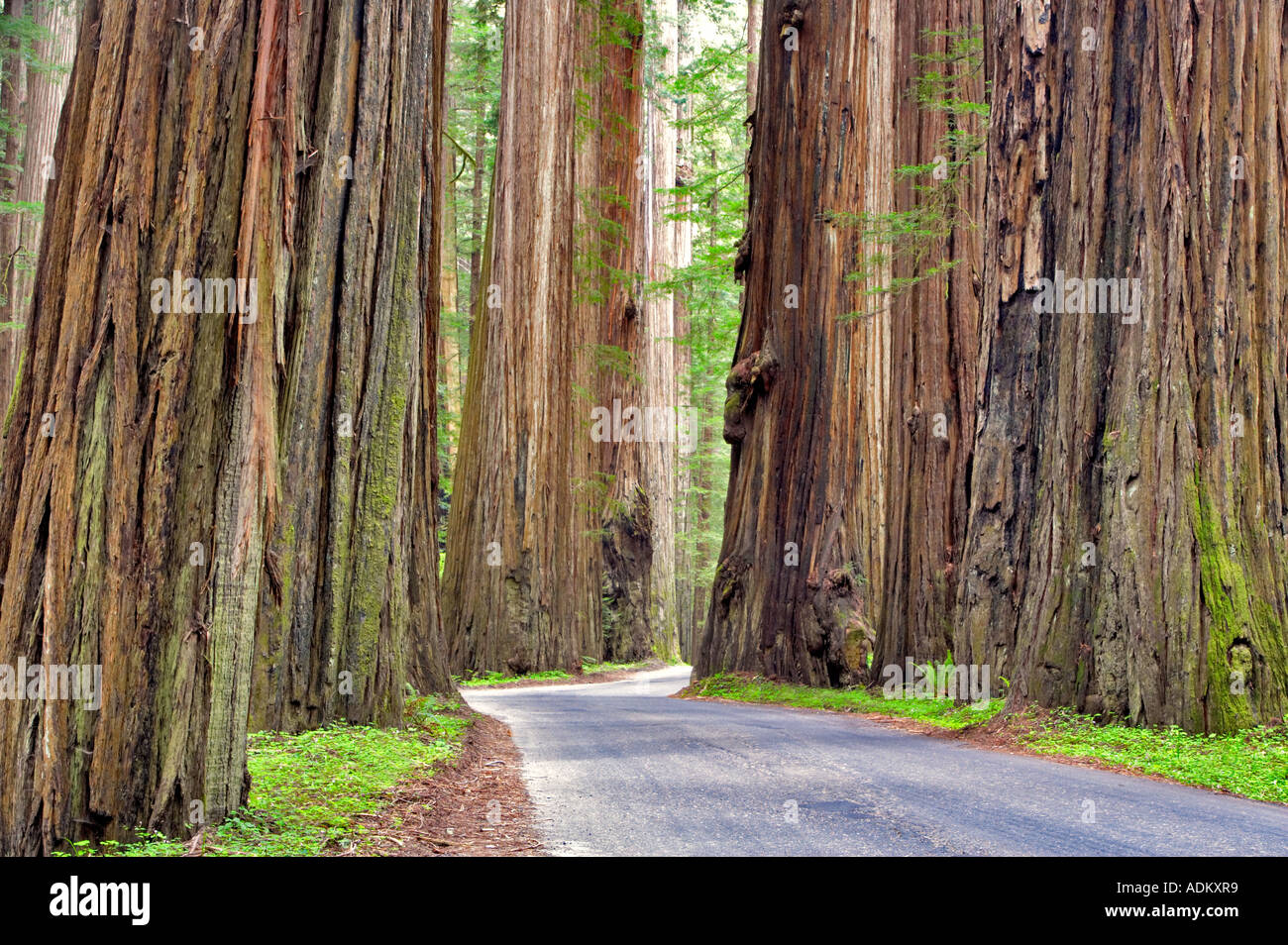 Redwoods california hi-res stock photography and images - Alamy
