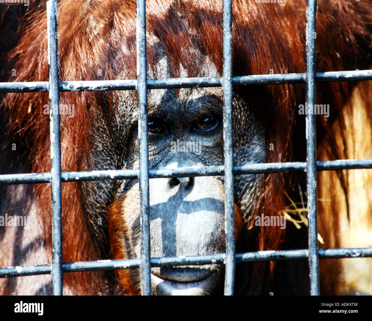 Caged Zoo High Resolution Stock Photography and Images - Alamy