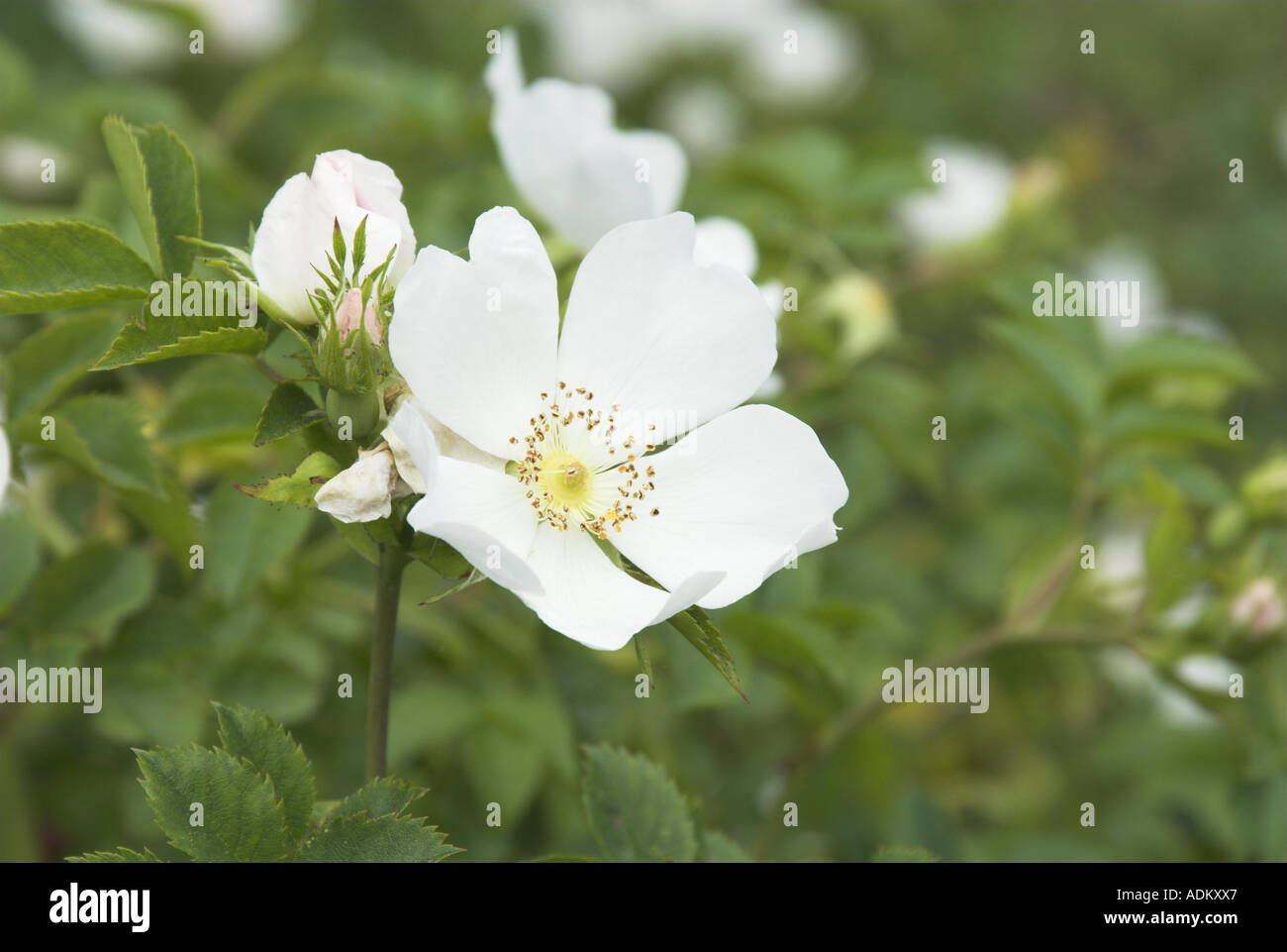 Rose Rosa Spp Stock Photos & Rose Rosa Spp Stock Images - Alamy