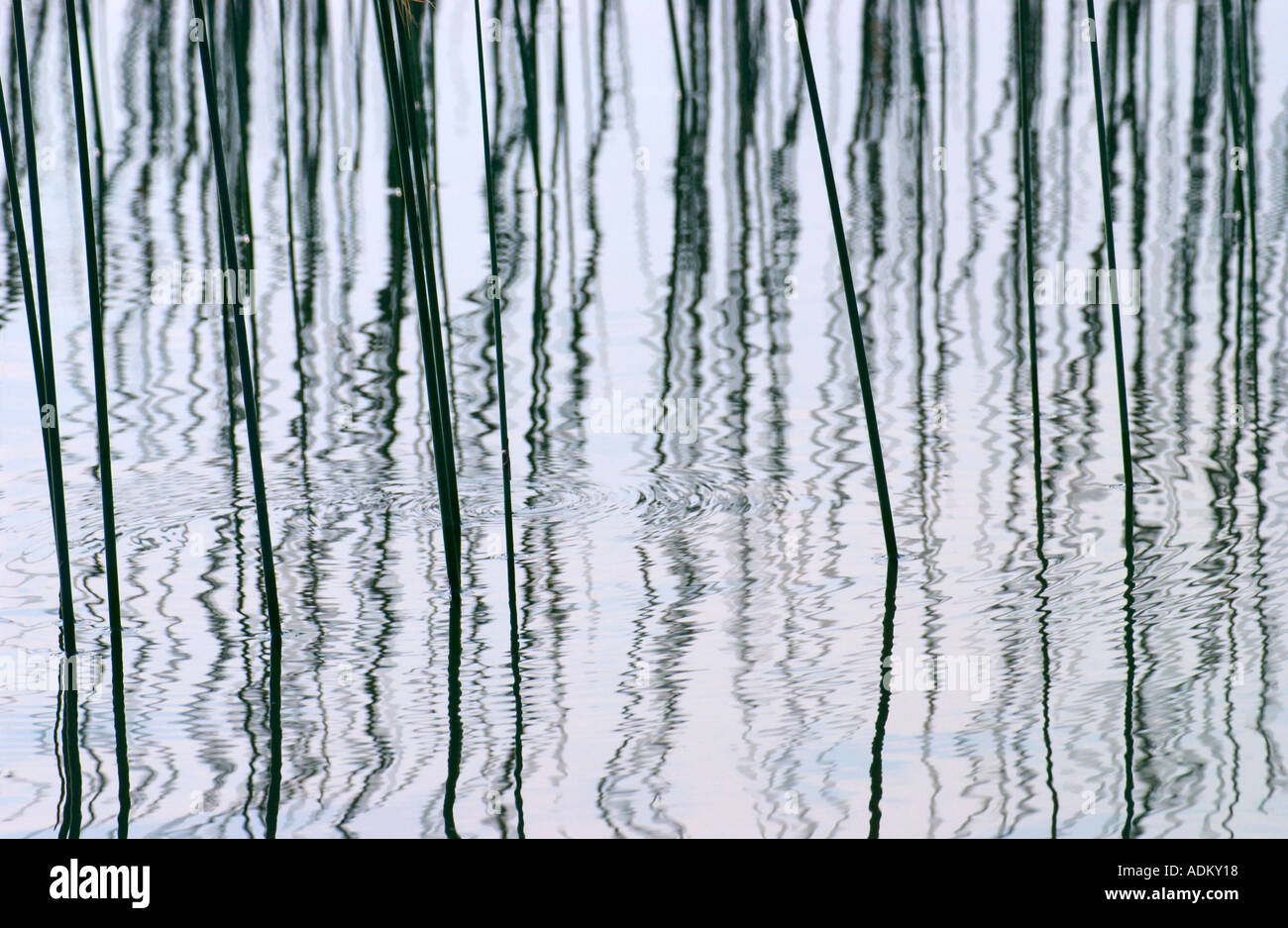 water ripple plant grass Stock Photo - Alamy