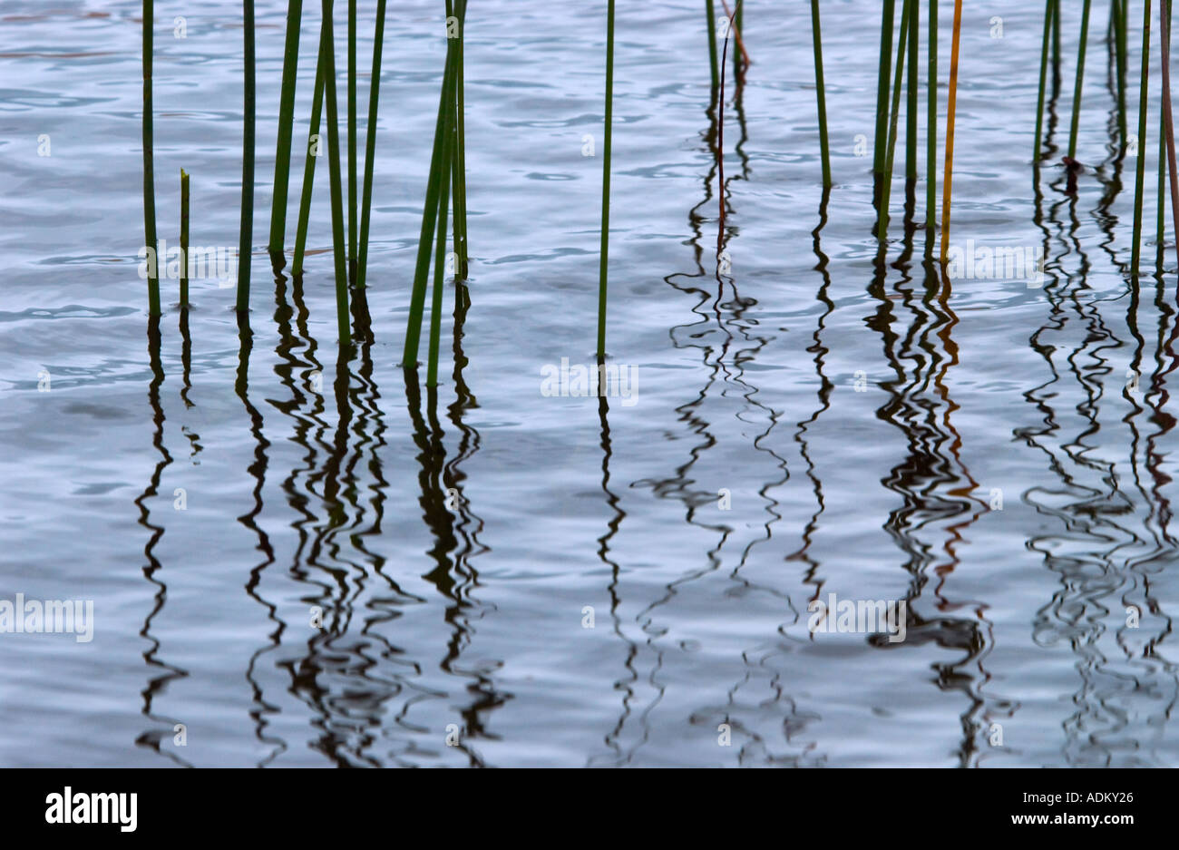 water ripple plant Stock Photo - Alamy