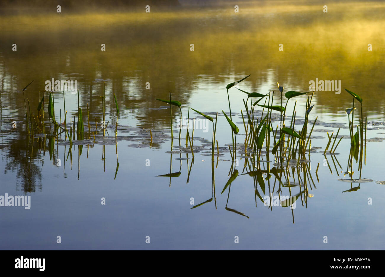 water nature sunrise plant Stock Photo - Alamy