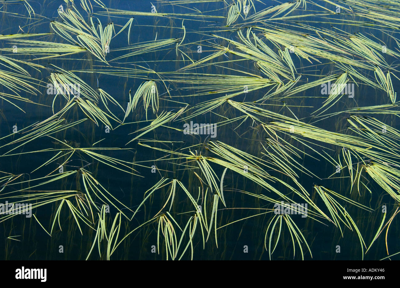 water ripple flow plant Stock Photo - Alamy