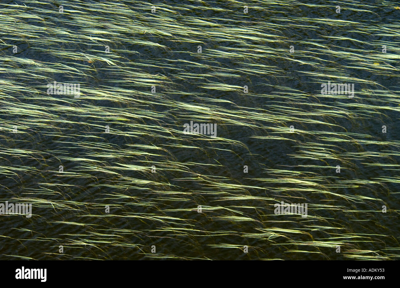 water flow ripple plant Stock Photo - Alamy