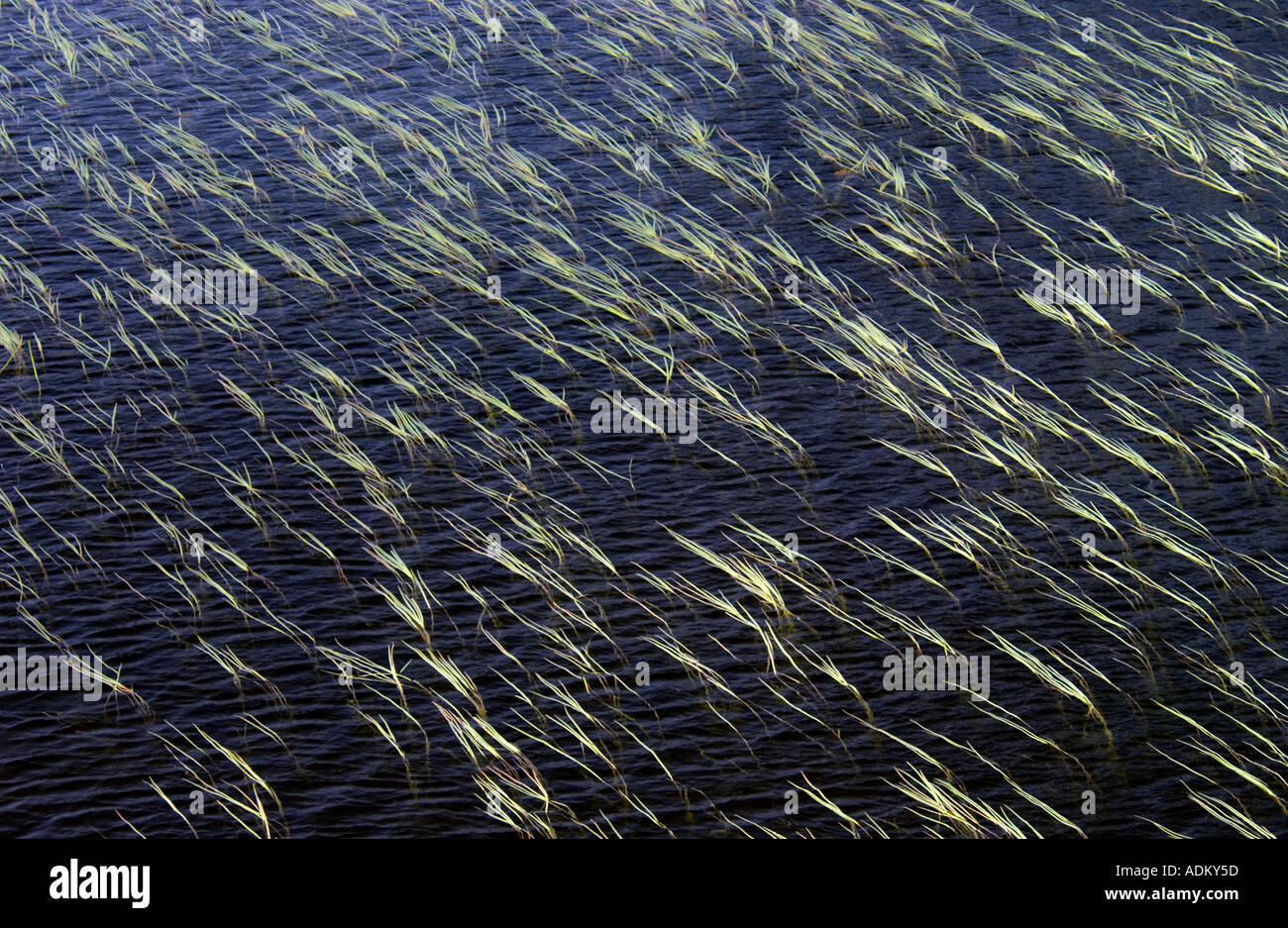 water flow ripple plant Stock Photo - Alamy
