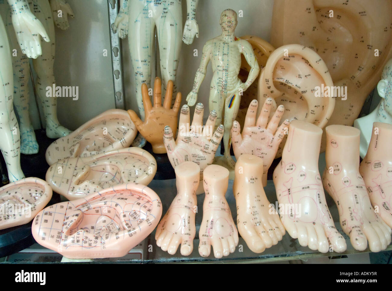 Detail of plastic body parts marked with acupuncture points in ...