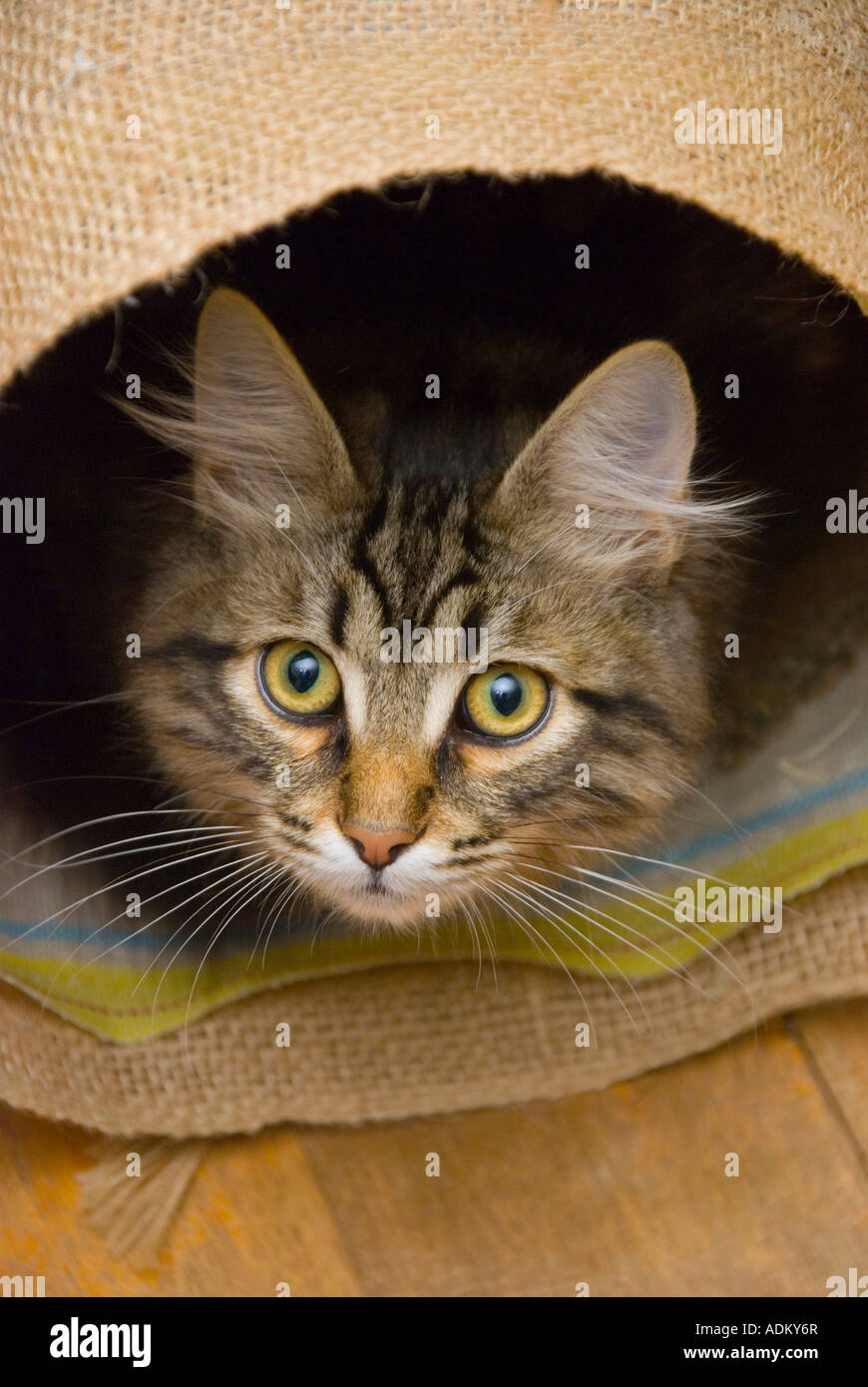 Kitten hiding hi-res stock photography and images - Alamy