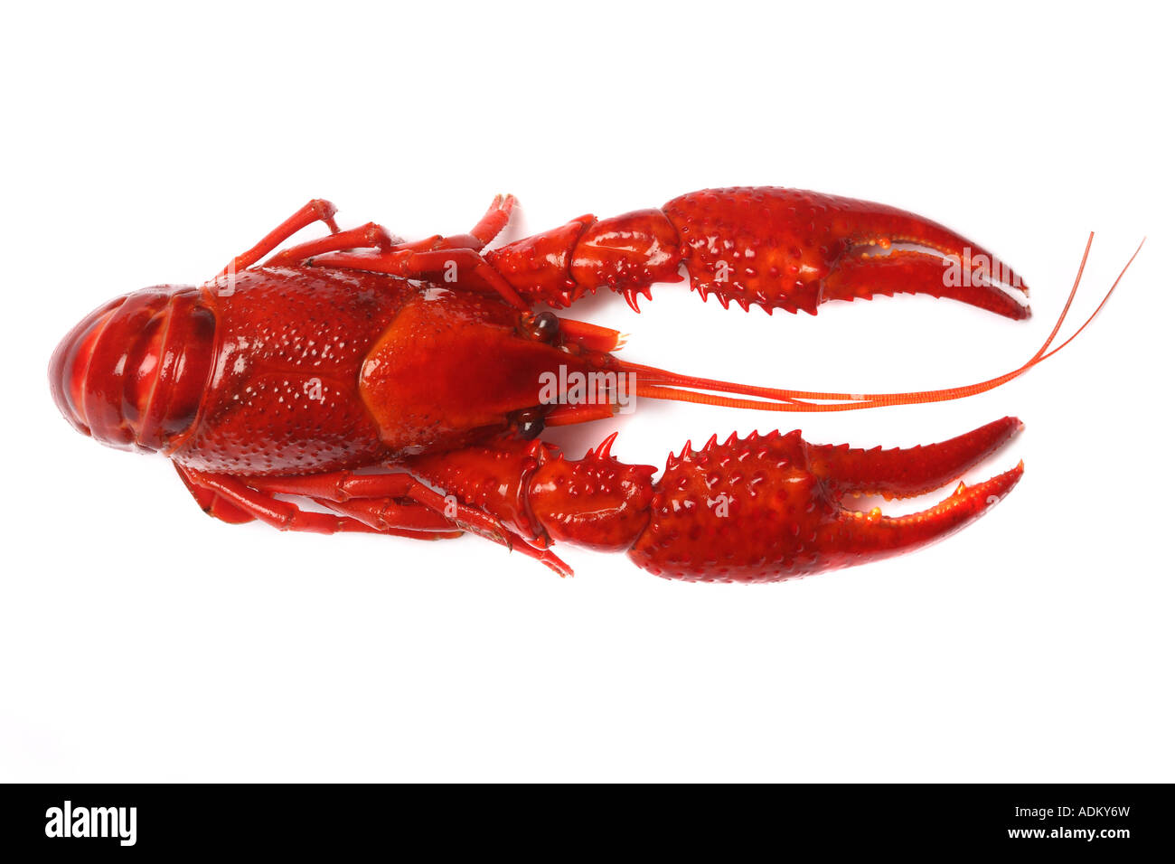 red crawfish on white background Stock Photo - Alamy