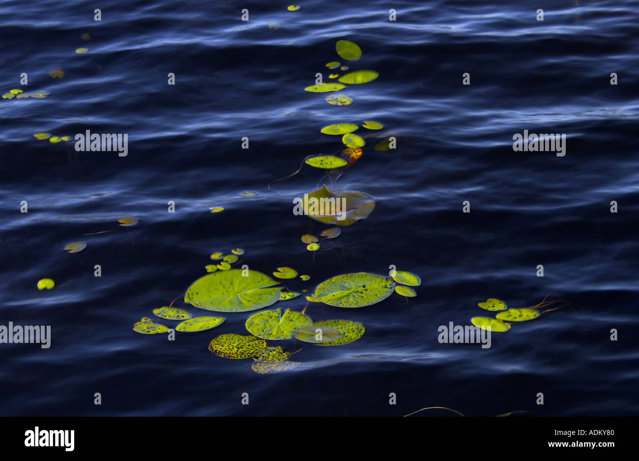 water ripple plant Stock Photo - Alamy