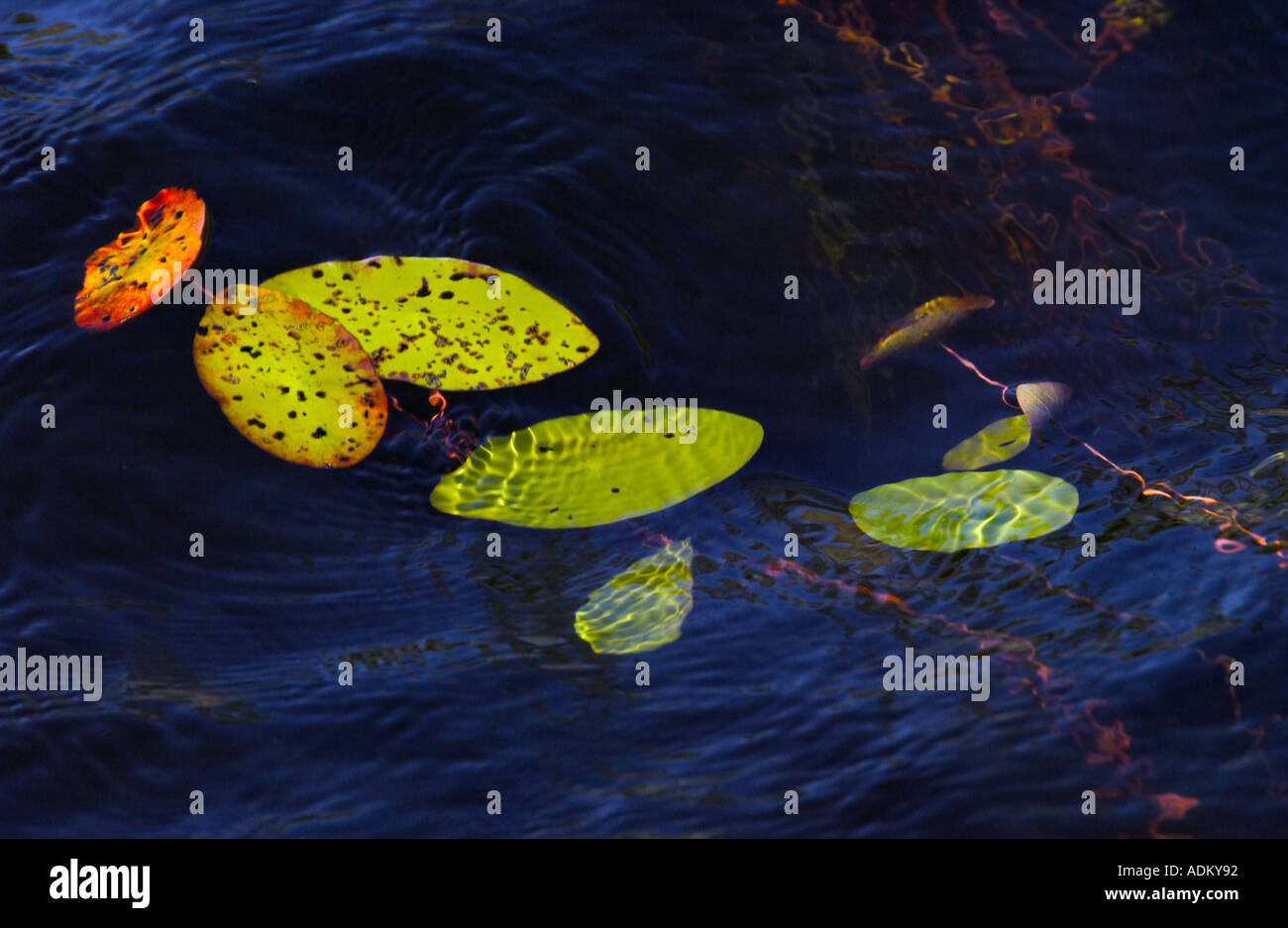 water ripple plant Stock Photo - Alamy