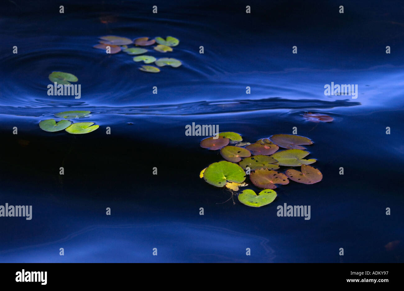 water ripple plant Stock Photo - Alamy