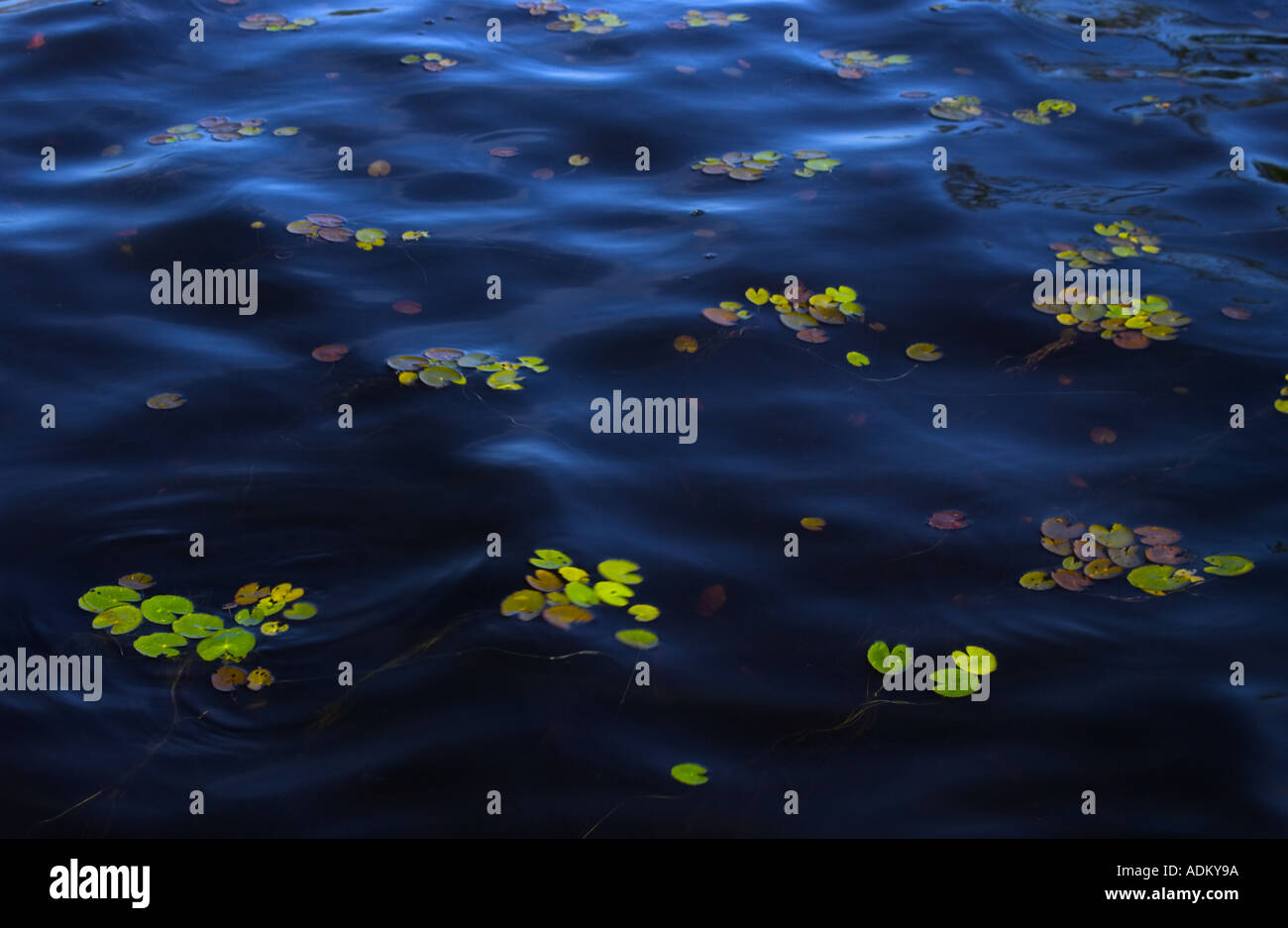 water ripple plant Stock Photo - Alamy