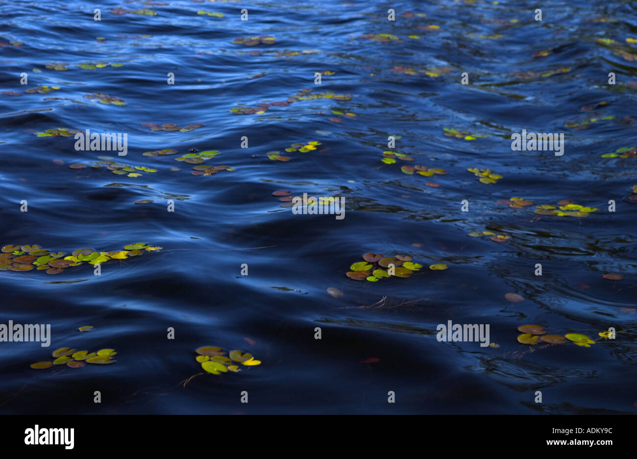 water ripple texture pattern Stock Photo - Alamy
