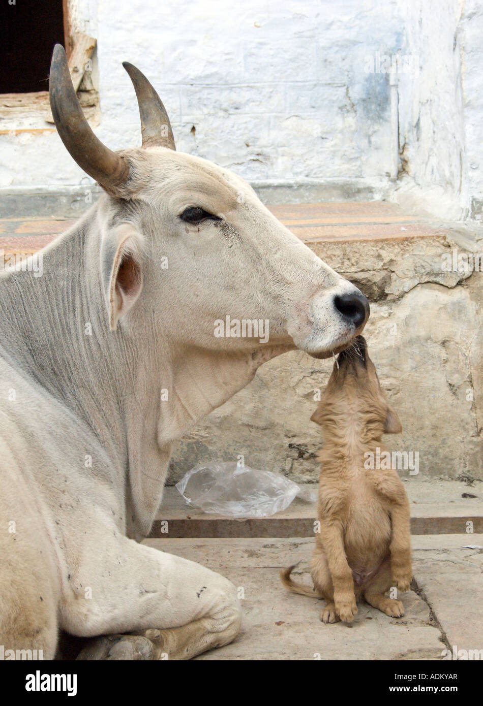 Animals can be good friends too Stock Photo - Alamy