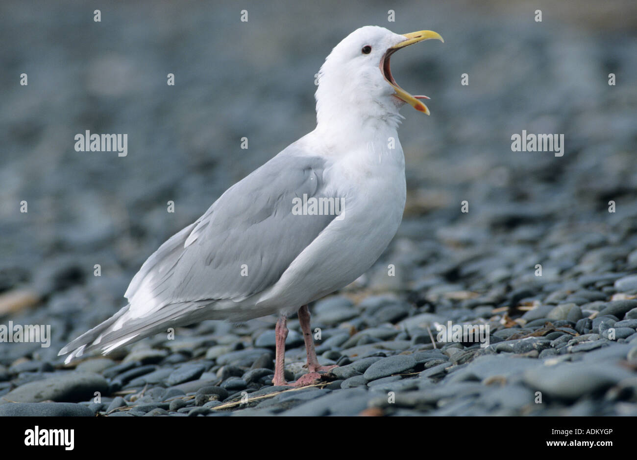 Glaucous-winged Gull Larus glaucescens adult yawning Homer Alaska USA ...