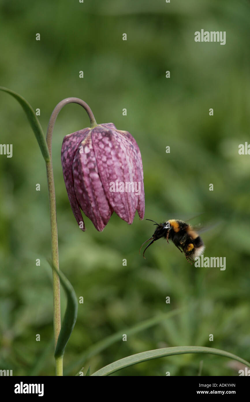 Fritillaria meleagris bee hi-res stock photography and images - Alamy