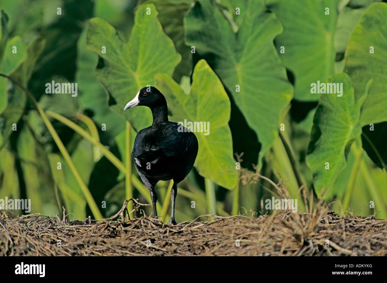 Hawaiian coot in taro hi-res stock photography and images - Alamy