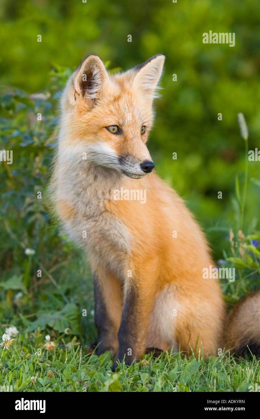 Red Fox stalking Stock Photo - Alamy