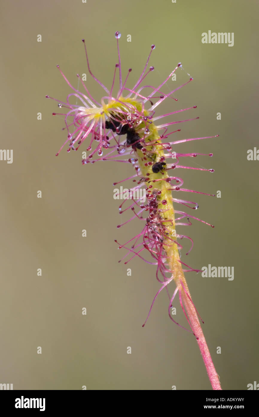 The sticky leaf and tendrils of the insectiverous Long leaved Sundew ...