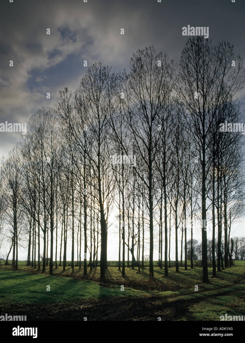 Woodland scene tall trees hi-res stock photography and images - Alamy