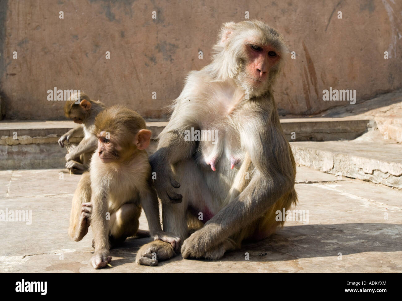 In Jaipur the monkeys hav etheir own temple Stock Photo - Alamy