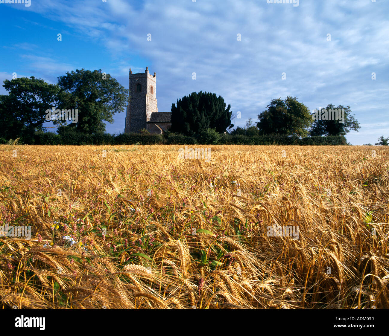 Field crop barley agriculture norfolk ripe hi-res stock photography and ...