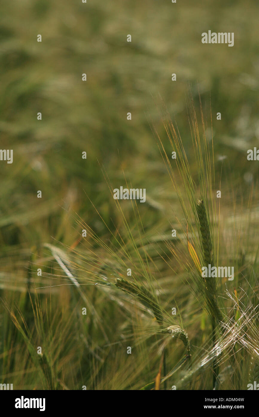 Sheath of corn hi-res stock photography and images - Alamy