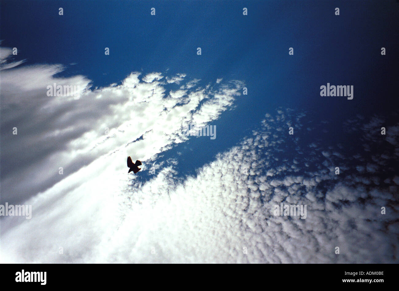 crow diving downwards in the sky Stock Photo - Alamy