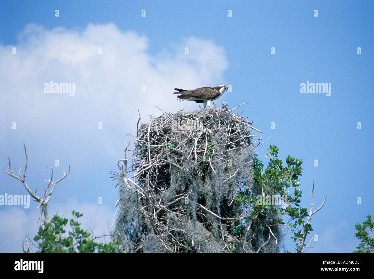 Osprey nest eggs hi-res stock photography and images - Alamy