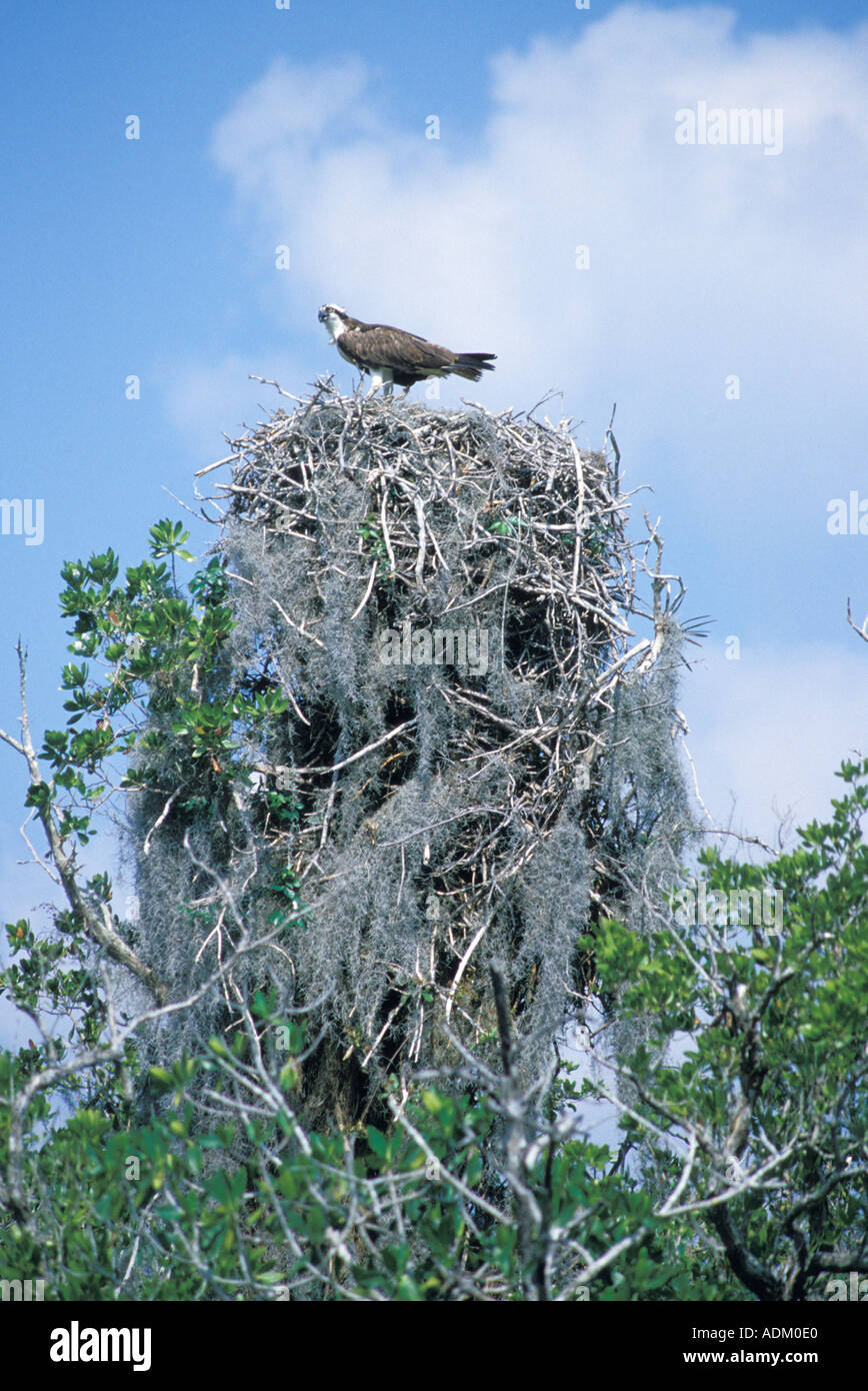 Osprey eggs hi-res stock photography and images - Alamy