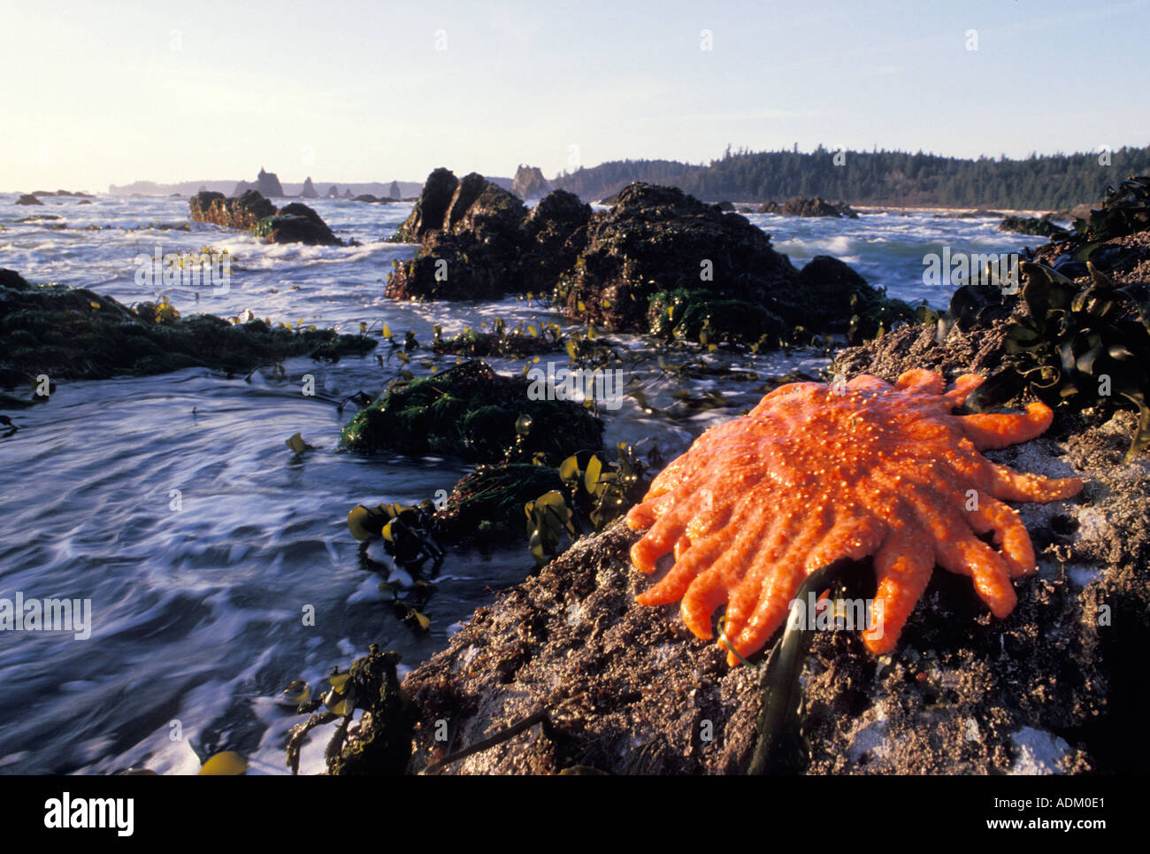 Sun Star Anemone Stuck to Rock Stock Photo - Alamy