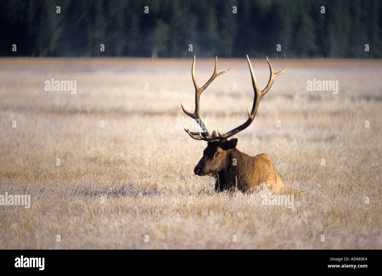 Five point five hi-res stock photography and images - Alamy